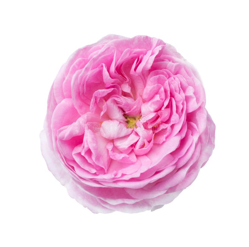 Light Pink Rose Isolated on White. Stock Photo - Image of aroma, gentle ...