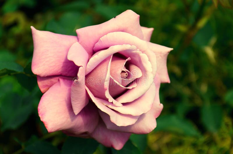 Light pink rose large stock photo. Image of blossoming - 44367472