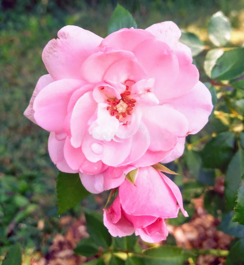 Light Pink Rose of Michigan Stock Image - Image of bouquet, light ...