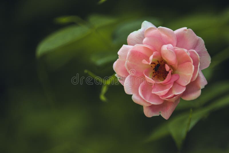 Light Pink Rose with Nature Green Background Stock Photo - Image of ...