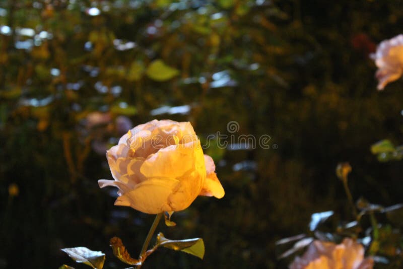 Light pink rose stock image. Image of rose, night, garden - 106152427