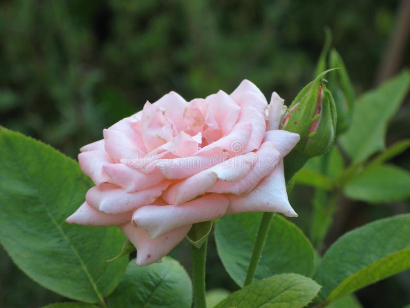 Light pink rose stock photo. Image of decoration, flowerbed - 76535034