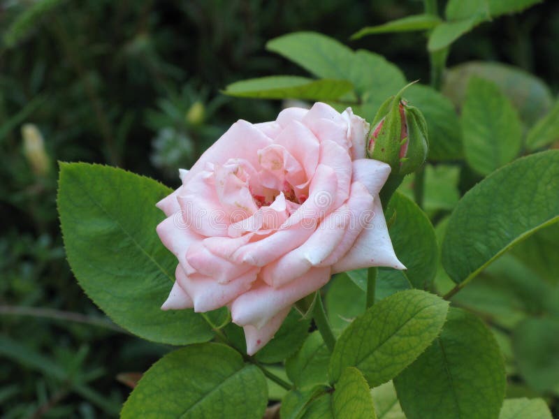 Light pink rose stock image. Image of decoration, flower - 76535047