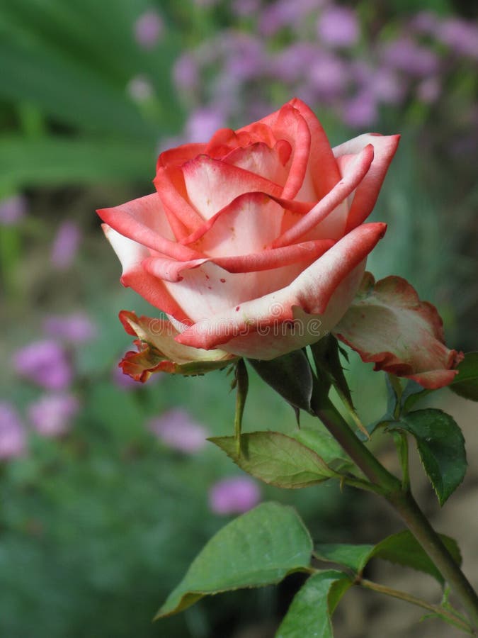 Light pink rose stock image. Image of flowering, summer - 94982209
