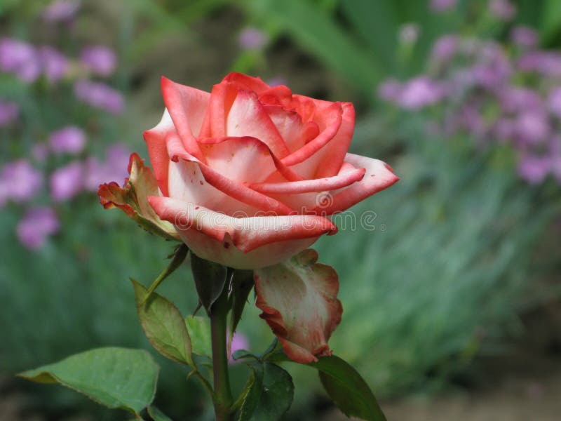 Light pink rose stock image. Image of bouquet, bright - 94982325