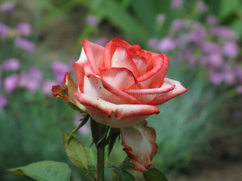 Light pink rose stock image. Image of flowering, blooming - 94982327