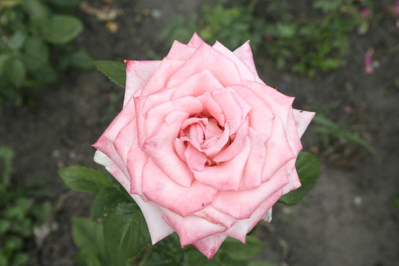 Light pink rose stock image. Image of bouquet, summer - 96066931