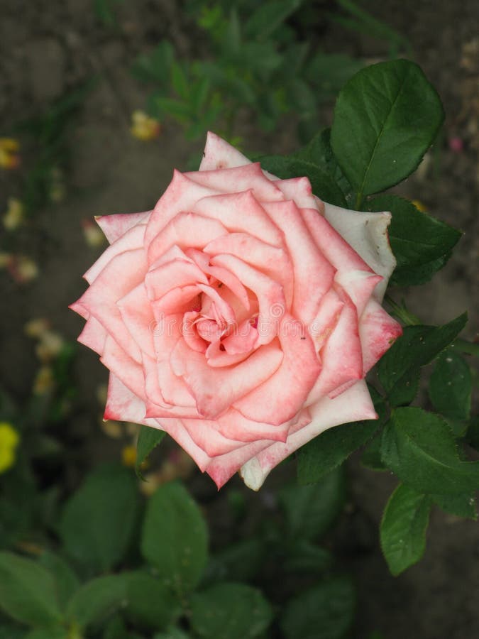 Light pink rose stock photo. Image of decoration, pink - 96071224