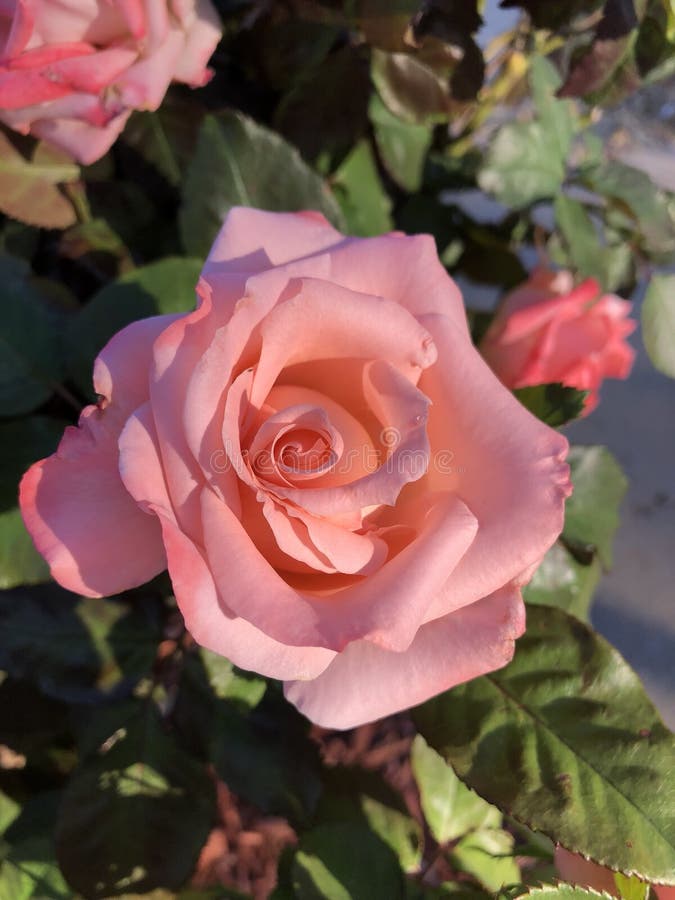 Light Pink Rose in the Sunshine Stock Photo - Image of green, bloom ...