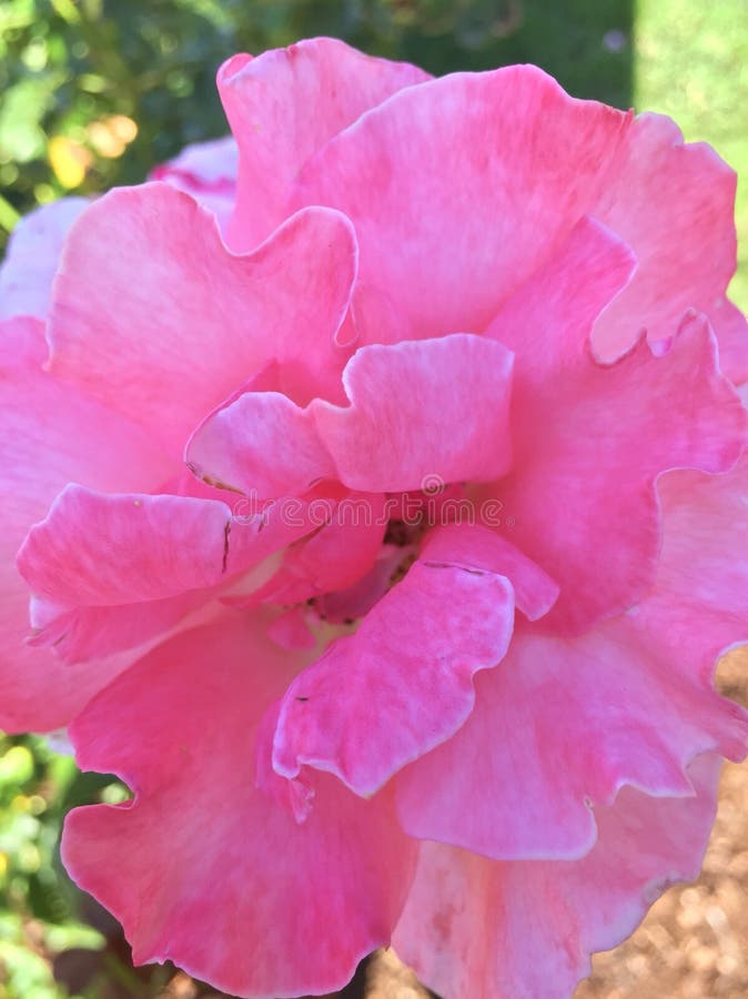 Light pink rose stock image. Image of pink, rose, evening - 121824485