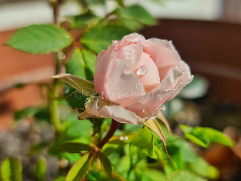 Light Pink Rose with Waterdrops Stock Image - Image of produce, shrub ...