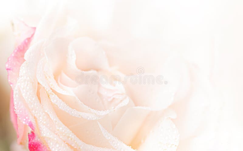 Light Pink Roses Background Stock Image - Image of beige, flower: 194608849