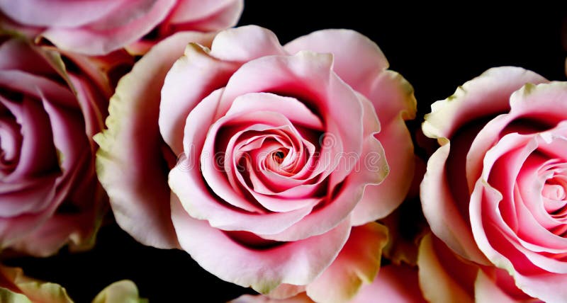 Light Pink Roses Close Up with Dark Background Stock Photo - Image of ...