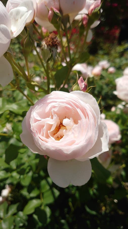 Light Pink Roses in Full Bloom Stock Photo - Image of full, light ...