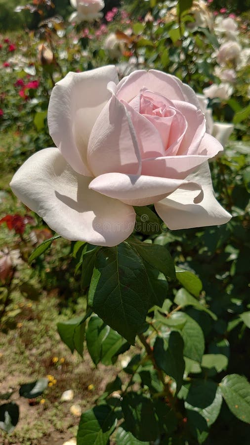 Light Pink Roses in Full Bloom Stock Photo - Image of leaf, wildflower ...