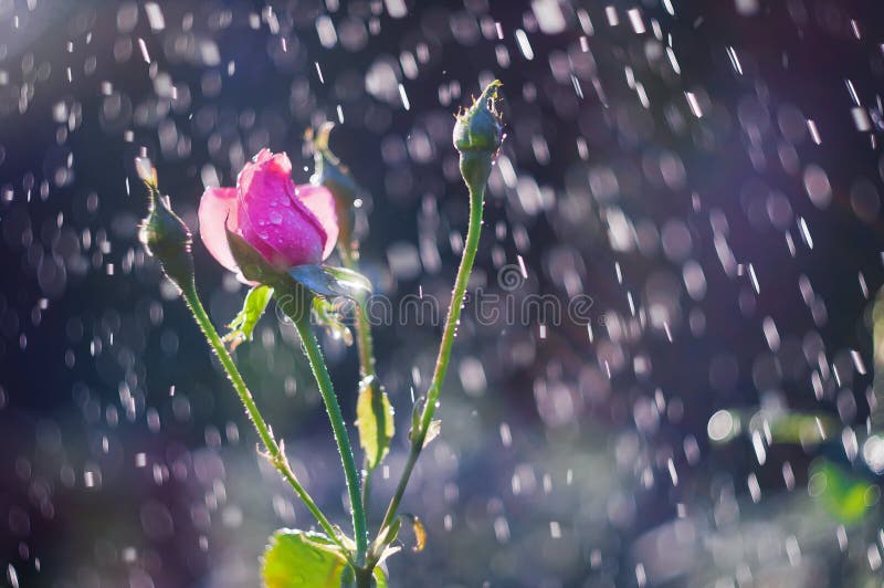 Light Pink Roses in the Garden in Summer Rain Stock Photo - Image of ...