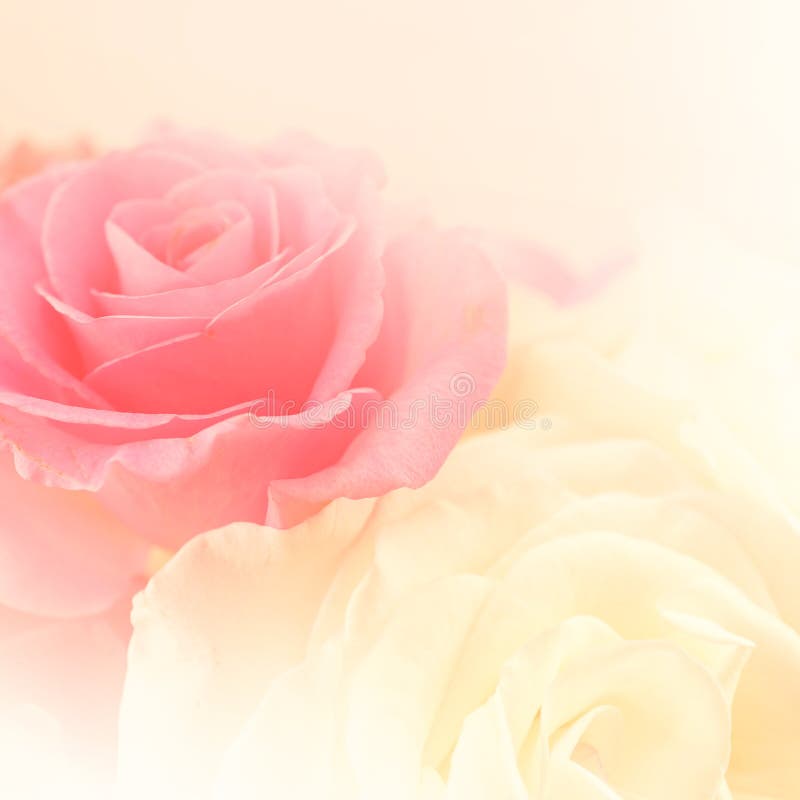 Light Pink Roses in Soft Color and Blur Style Stock Image - Image of ...