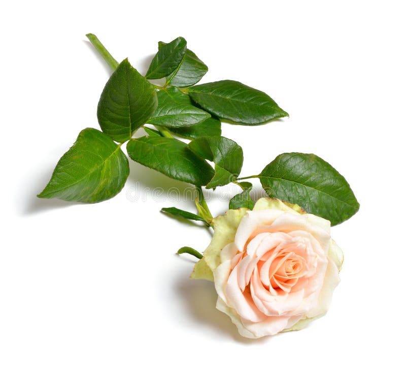 Light Pink or Salmon Rose. Isolated on White Background Stock Photo ...