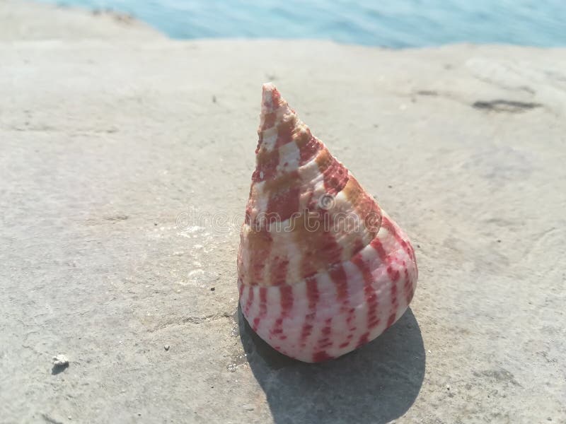 Light Pink Seashell on Old Concrete Floor Stock Image - Image of ...