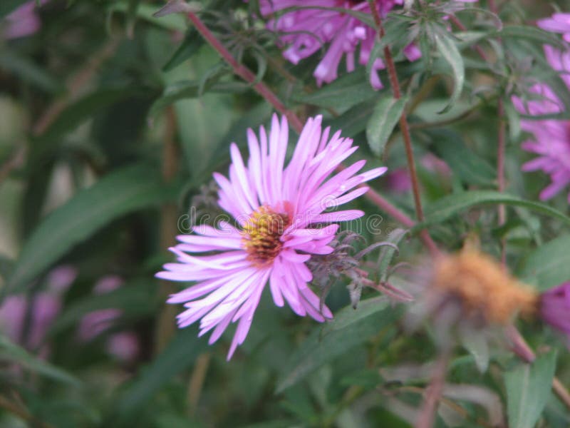 Light Pink September Flower in the Autumn Garden Stock Image - Image of ...