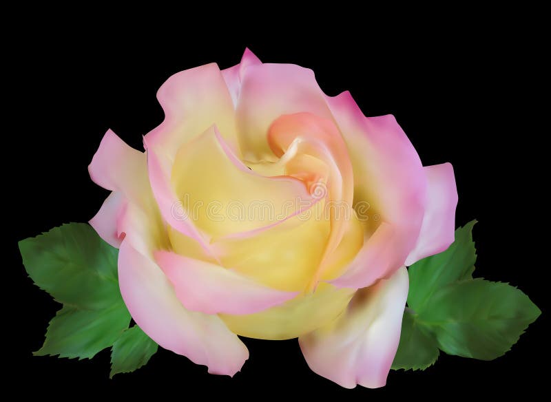 Single Isolated Light Pink Rose Flower Stock Vector - Illustration of ...