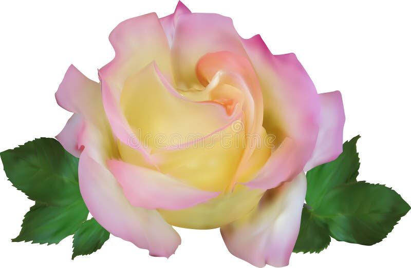 Single Isolated Light Pink Rose Flower Stock Vector - Illustration of ...