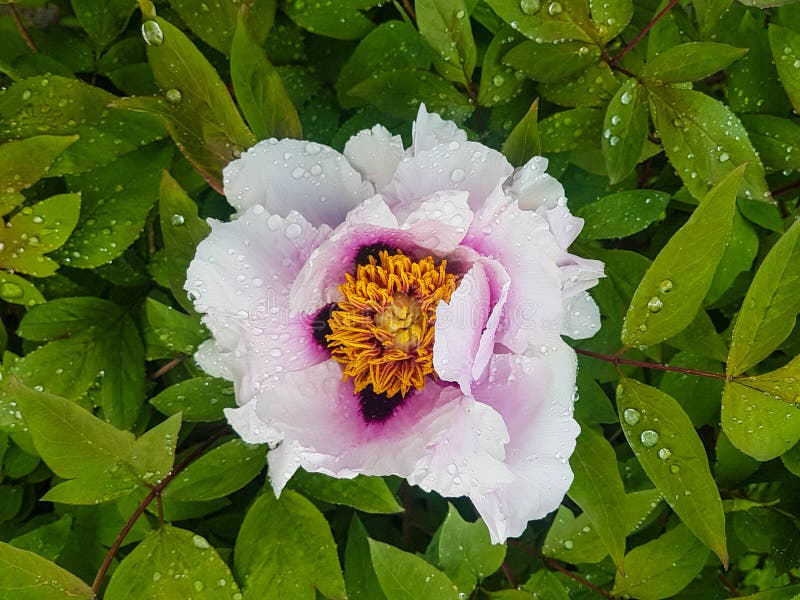 Light Pink Tree Peonies Blooming in Kyiv Botanic Garden in May Stock ...