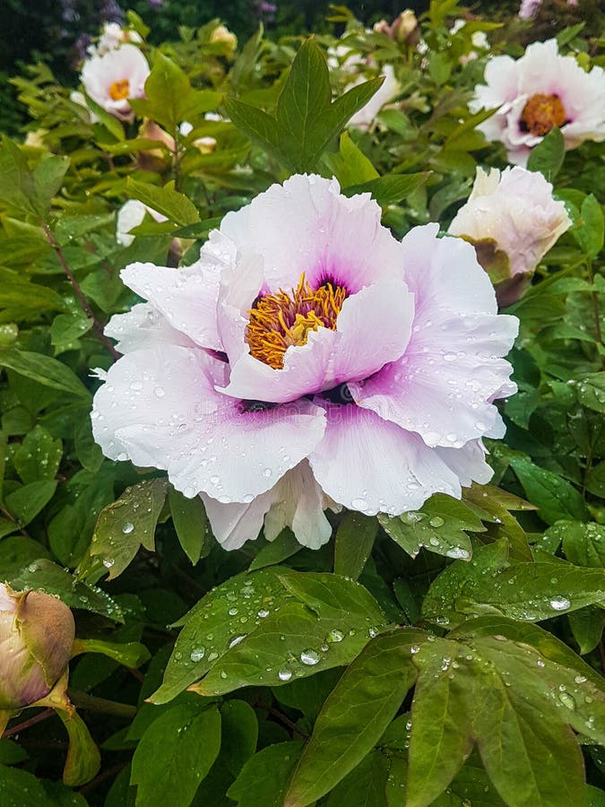 Light Pink Tree Peonies Blooming in Kyiv Botanic Garden in May Stock ...