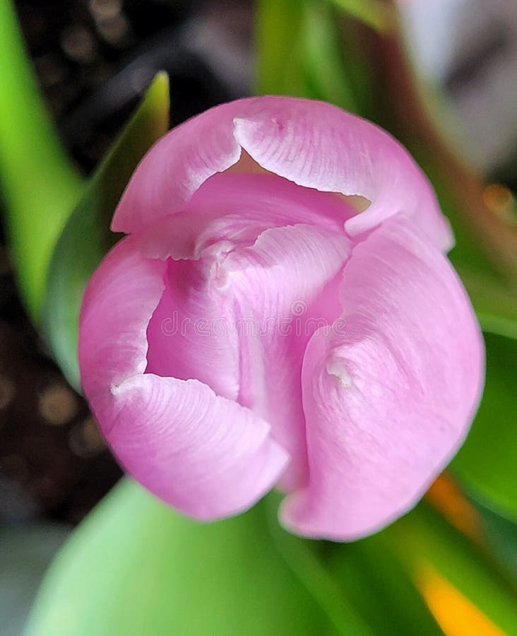 Light pink tulip stock image. Image of flower, leaf - 242874761