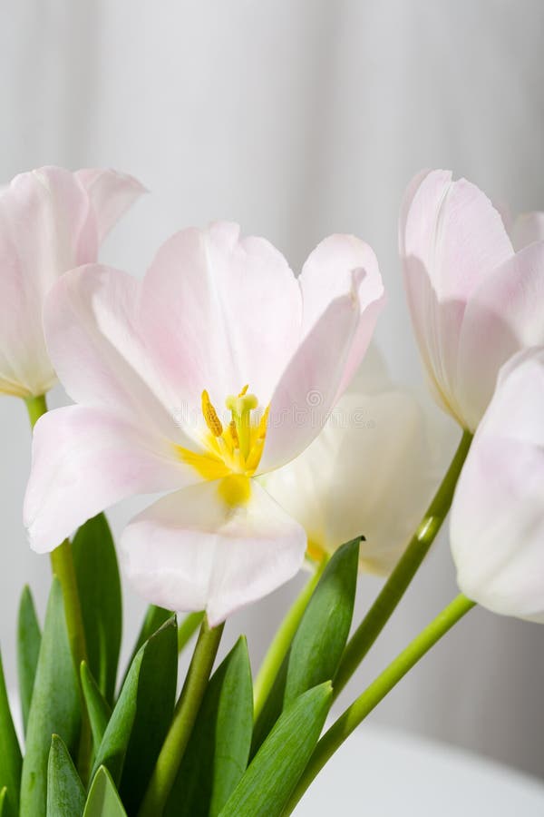 Light Pink Tulip Spring Flowers in Vase Stock Image - Image of floral ...