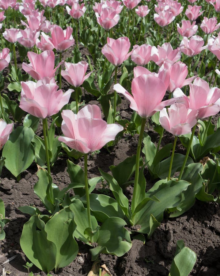 Light Pink Tulips in Full Bloom in April Stock Image - Image of ...