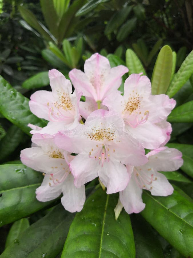 Light Pink Very Pretty Flower Stock Image - Image of petal, evergreen ...