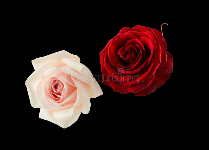 Light Pink and Vine Red Roses Stock Photo - Image of flower, pink ...