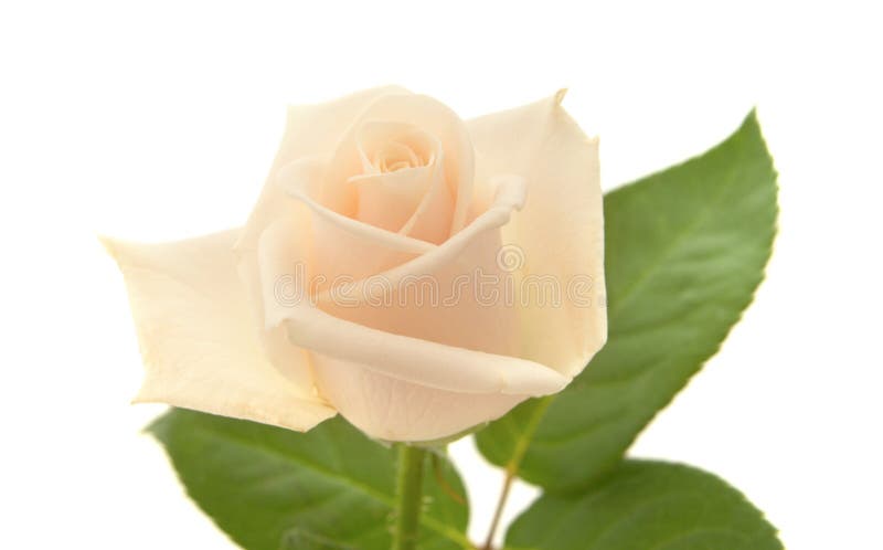 Light pink and yellow rose stock image. Image of powder - 60974477