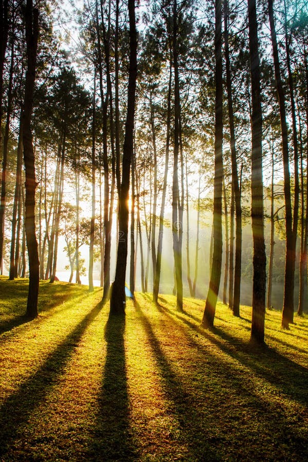 Light and pint Tree stock image. Image of cage, chainlink - 100045695