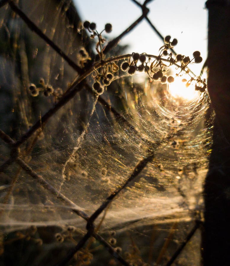 Light on plant stock image. Image of glass, autumn, lighting - 194096347