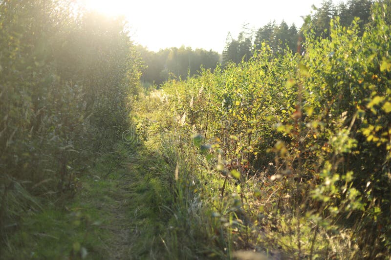 Light on the Plants. Natural Landscape Stock Photo - Image of light ...