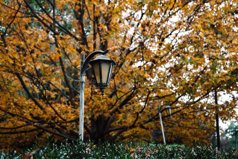 Light Pole in Autumn Orange Leaves Stock Photo - Image of tree ...