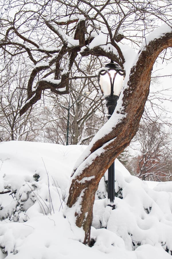 Light Pole Behind a Tree with Snow in Winter Stock Photo - Image of ...