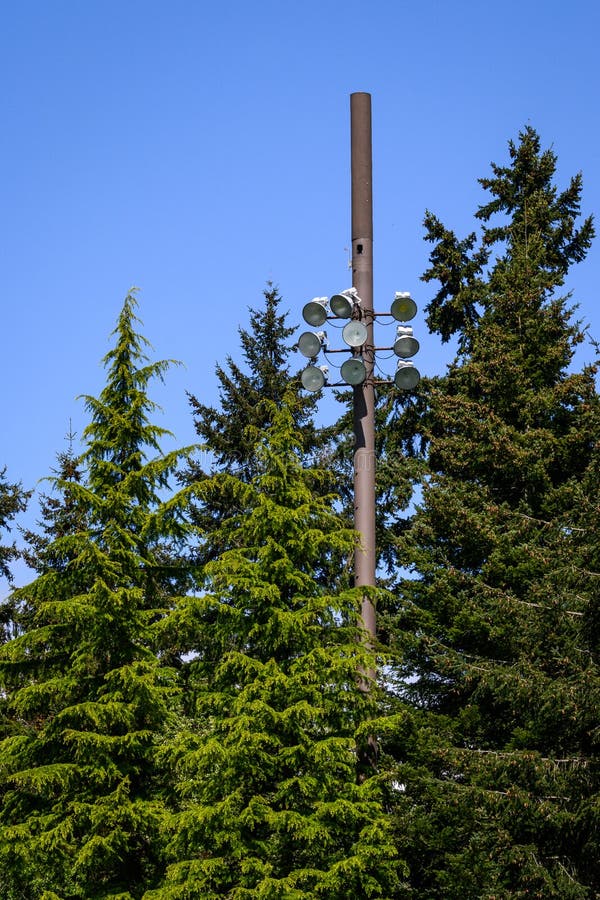 Light Pole With Field Lights Installed Among A Stand Of Evergreen Trees ...