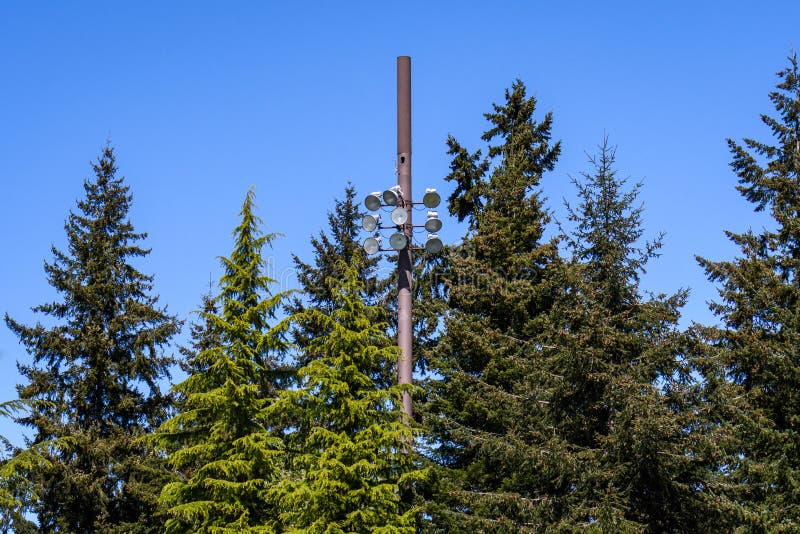 Light Pole with Field Lights Installed among a Stand of Evergreen Trees ...