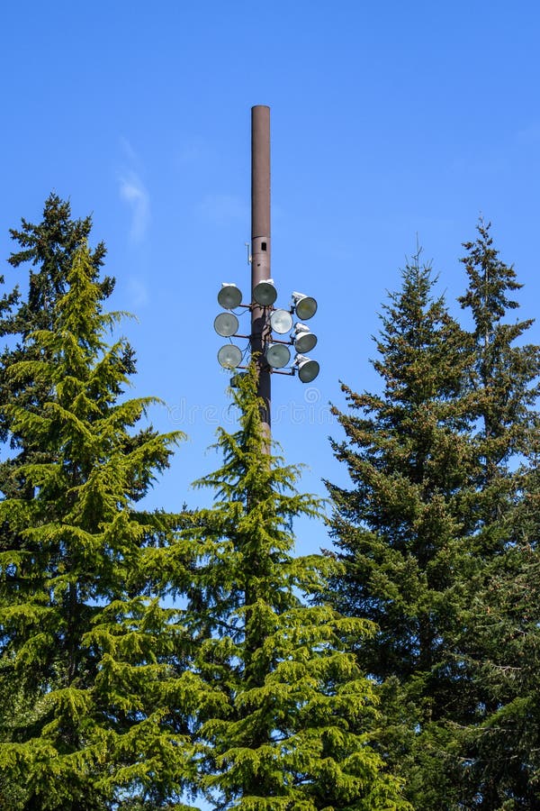 Light Pole with Field Lights Installed among a Stand of Evergreen Trees ...