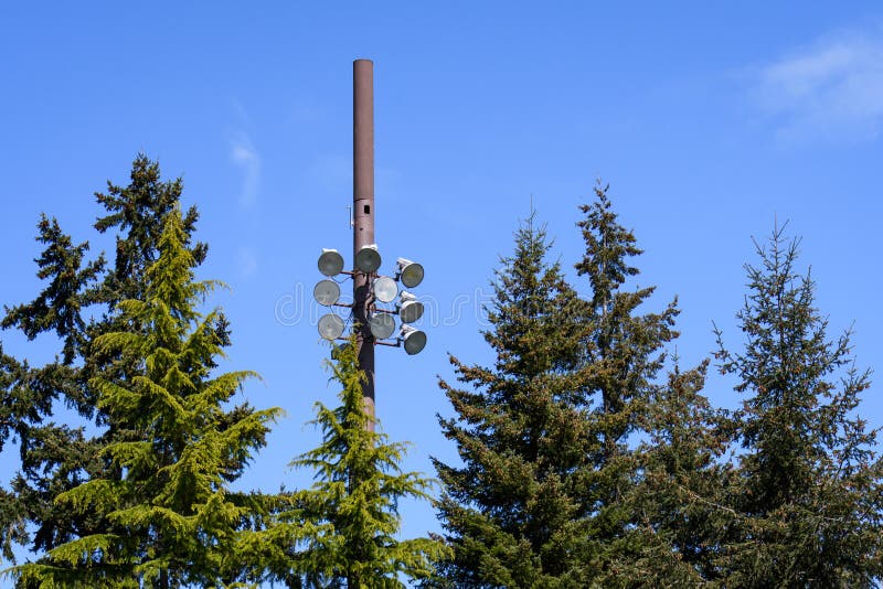 Light Pole with Field Lights Installed among a Stand of Evergreen Trees ...