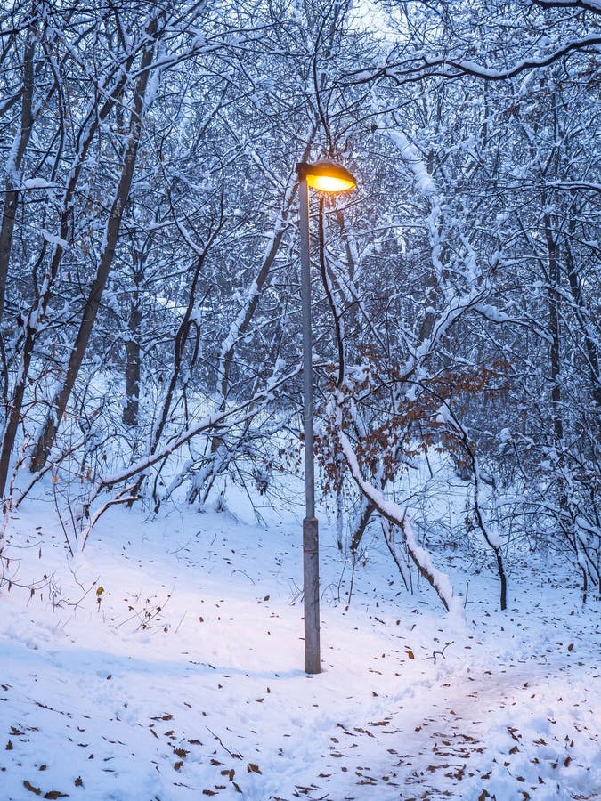 Light Post in the Small Woods in the Park Stock Image - Image of bright ...