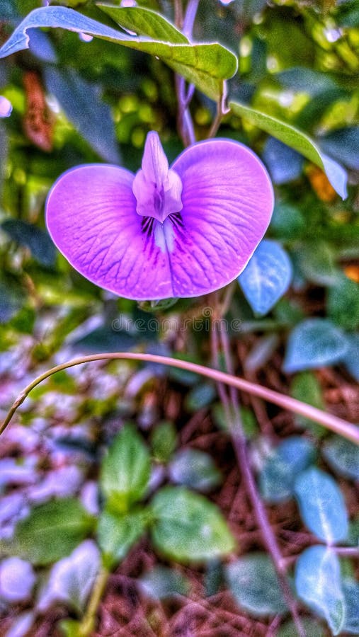 Light Purple Butterfly Look Like Flower Stock Image - Image of blossom ...