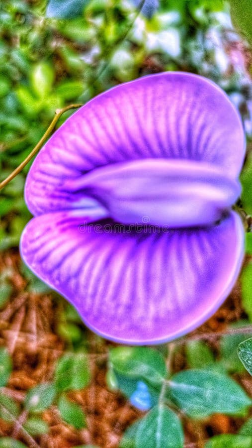 Light Purple Butterfly Look Like Flower Stock Image - Image of purple ...