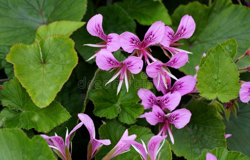 Heart Leaf Pelargonium Stock Photos - Free & Royalty-Free Stock Photos ...