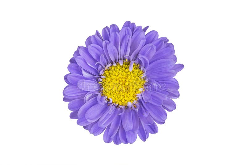 Light Purple Flower on a White Isolated Background Stock Photo - Image ...