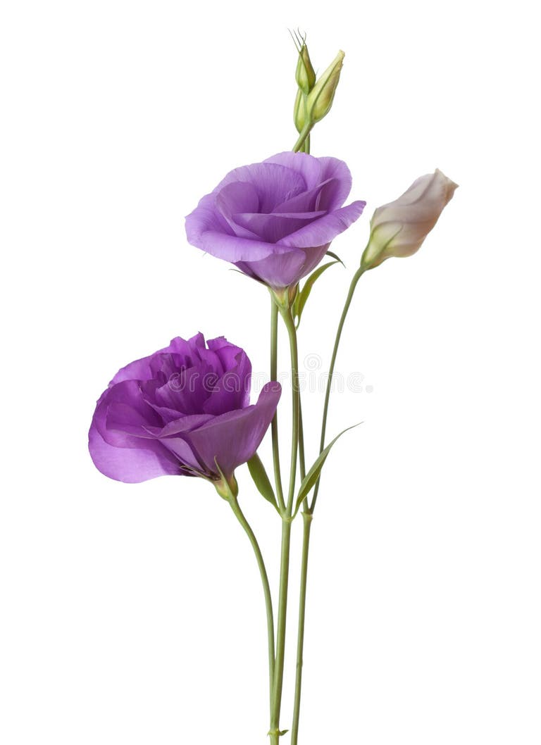 2,894 White Purple Eustoma Flowers Stock Photos - Free & Royalty-Free ...
