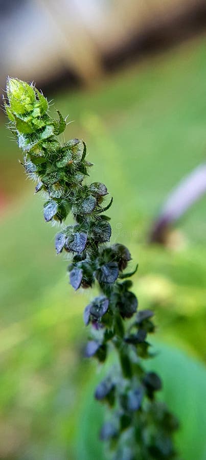 Light Purple Holy Basil Seedpod Stock Image - Image of green ...